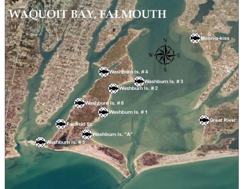 Habitat, Animals & Plants – Waquoit Bay National Estuarine Research Reserve